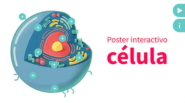 Póster interactivo célula | Plantillas de Genially